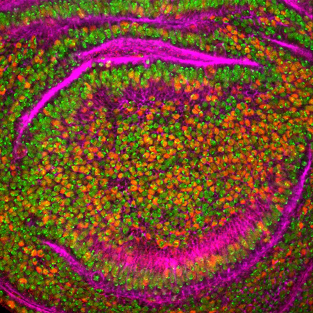 Growth Factor Science Overview Physiology Regeneration Growth Factor Science Overview Physiology Regeneration